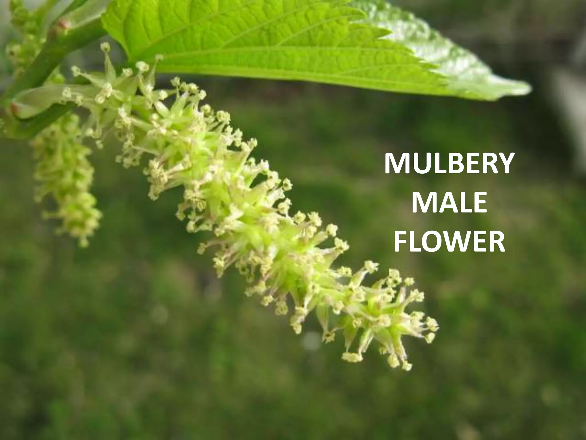 Sexual reproduction in plants | PPTX