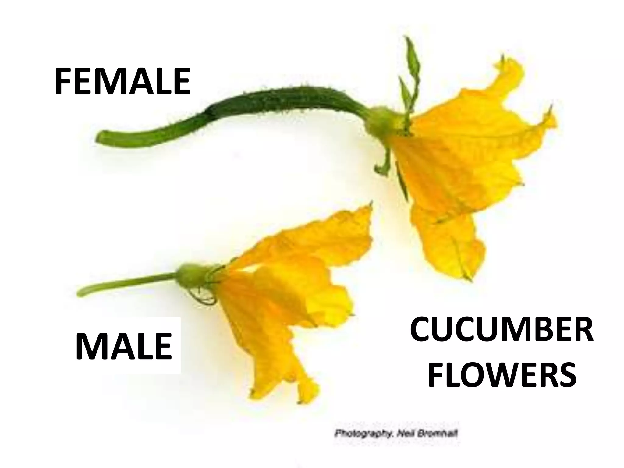 Sexual Reproduction In Plants Ppt