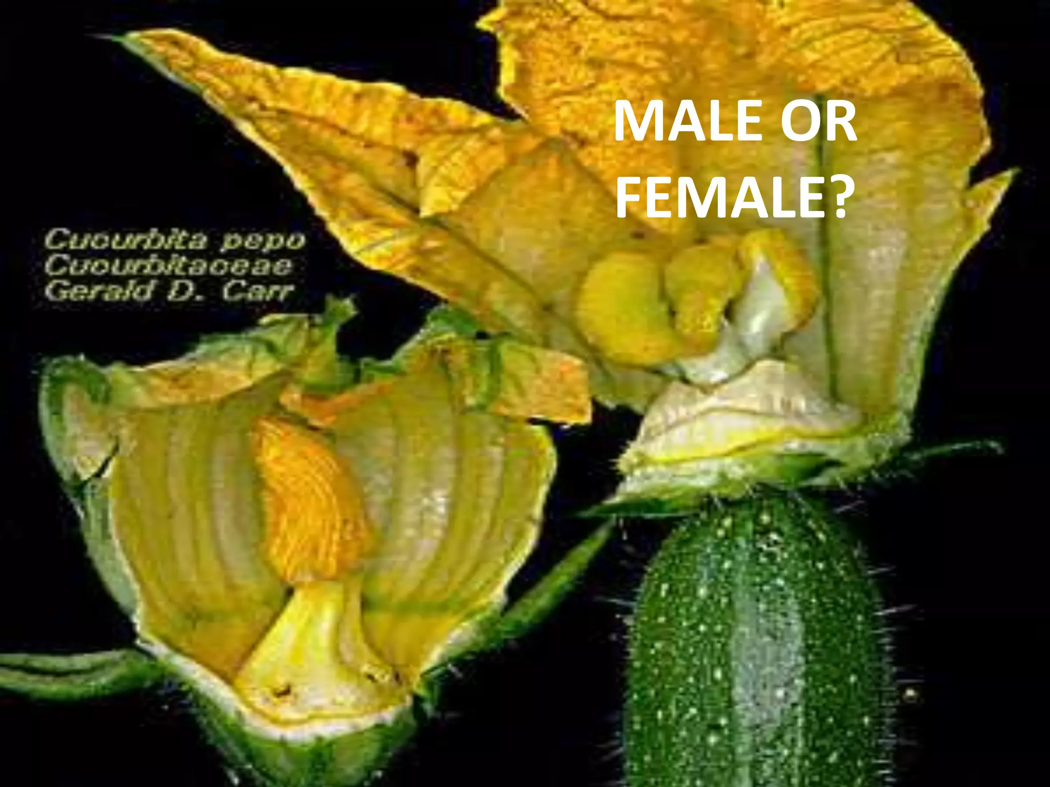 Sexual reproduction in plants | PPTX