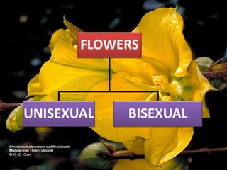 Sexual reproduction in plants | PPTX