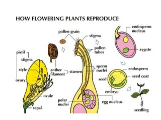Sexual reproduction in plants | PPTX