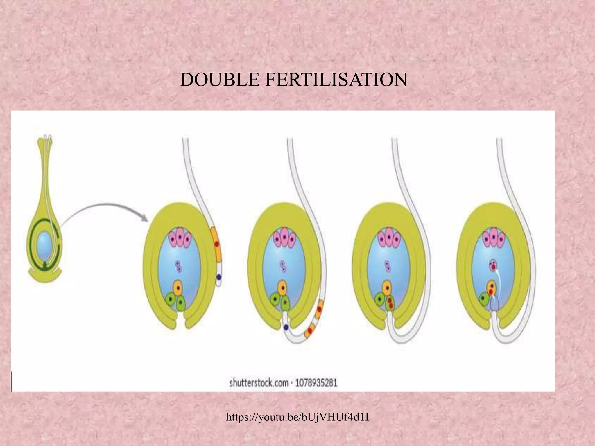 SEXUAL REPRODUCTION IN PLANTS.ppt