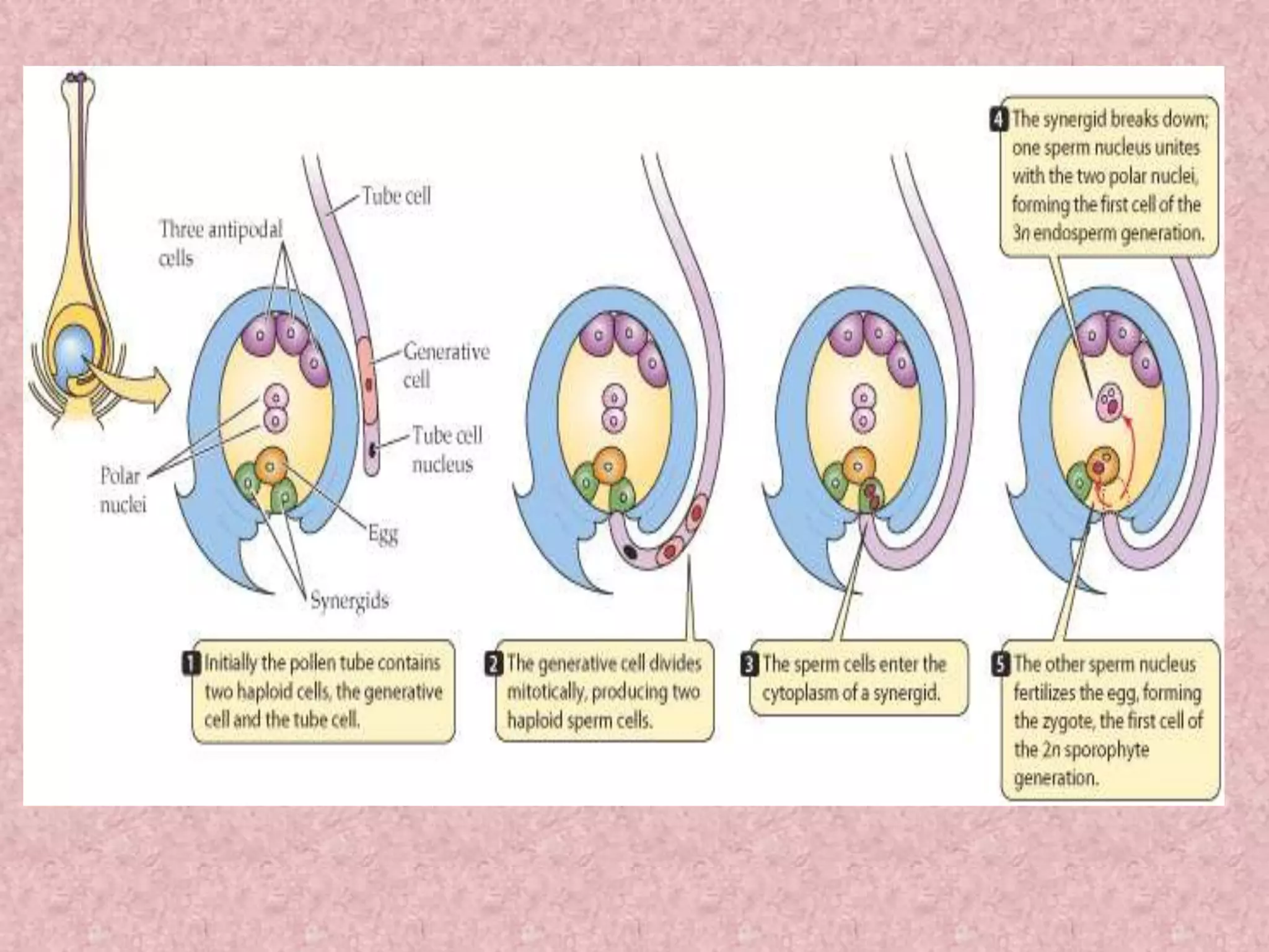 SEXUAL REPRODUCTION IN PLANTS.ppt | Infertility | Reproductive Health