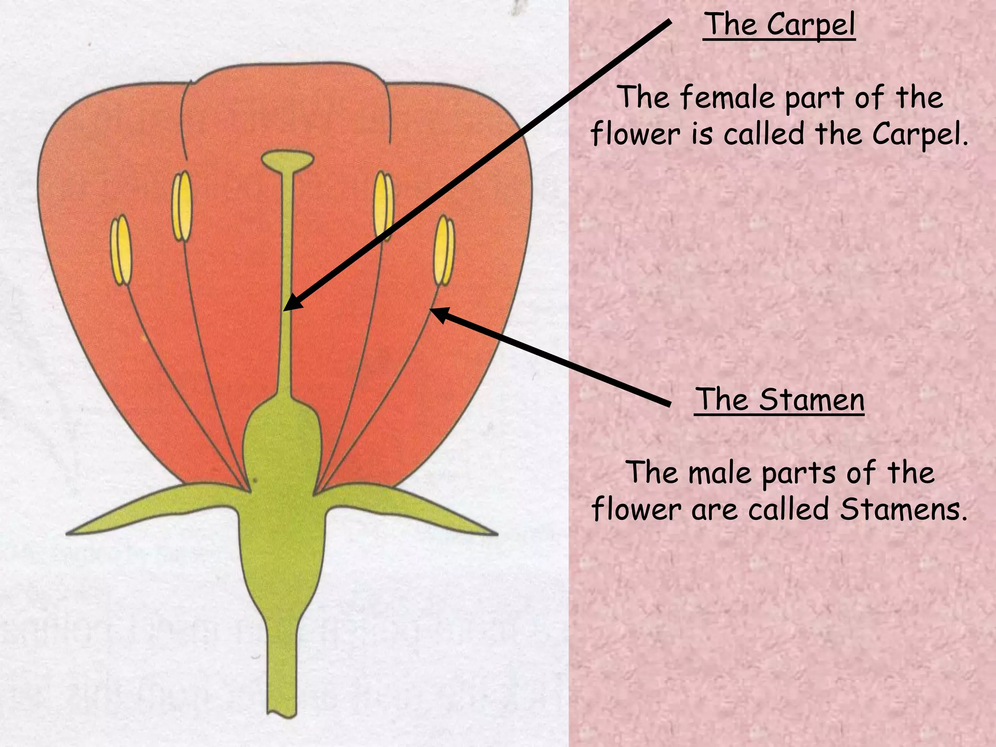 SEXUAL REPRODUCTION IN PLANTS.ppt
