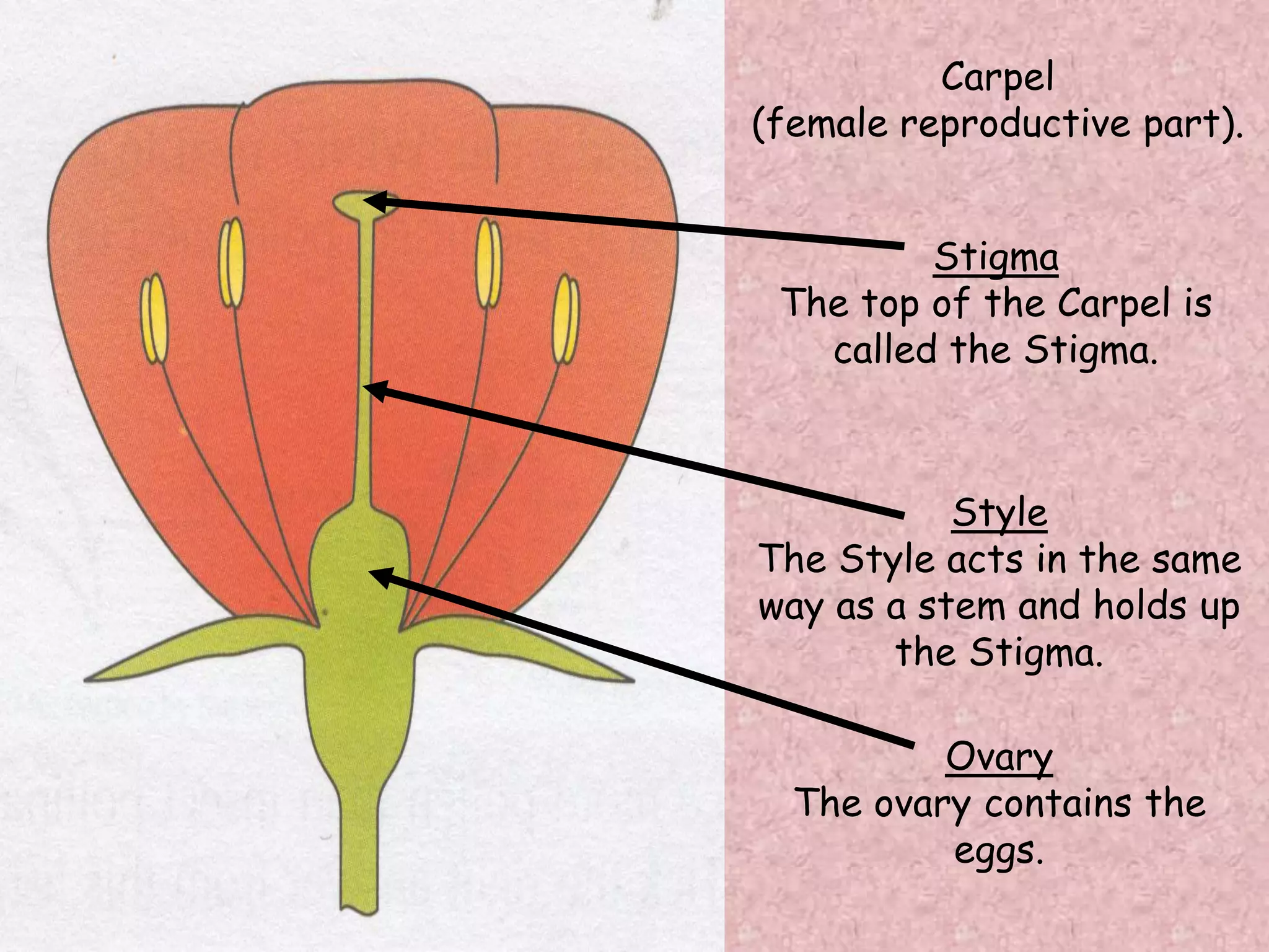 SEXUAL REPRODUCTION IN PLANTS.ppt
