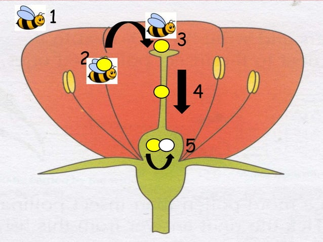 SEXUAL REPRODUCTION IN PLANTS.ppt