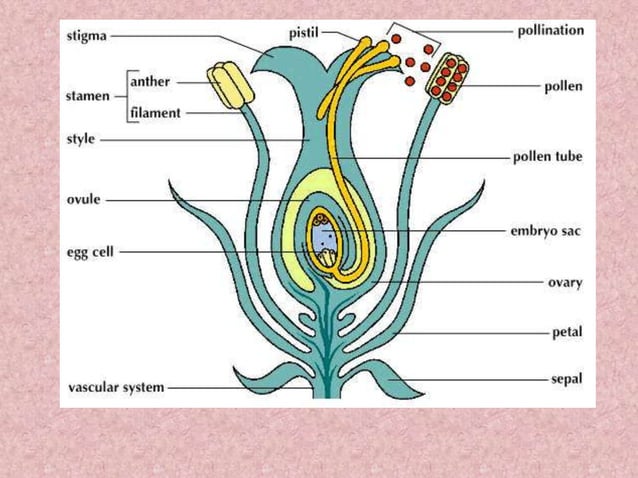 SEXUAL REPRODUCTION IN PLANTS.ppt