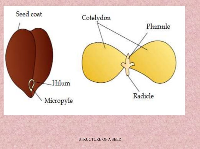 SEXUAL REPRODUCTION IN PLANTS.ppt