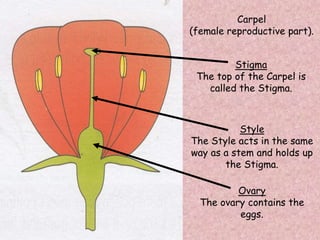 SEXUAL REPRODUCTION IN PLANTS.ppt | Infertility | Reproductive Health