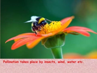 SEXUAL REPRODUCTION IN PLANTS.ppt