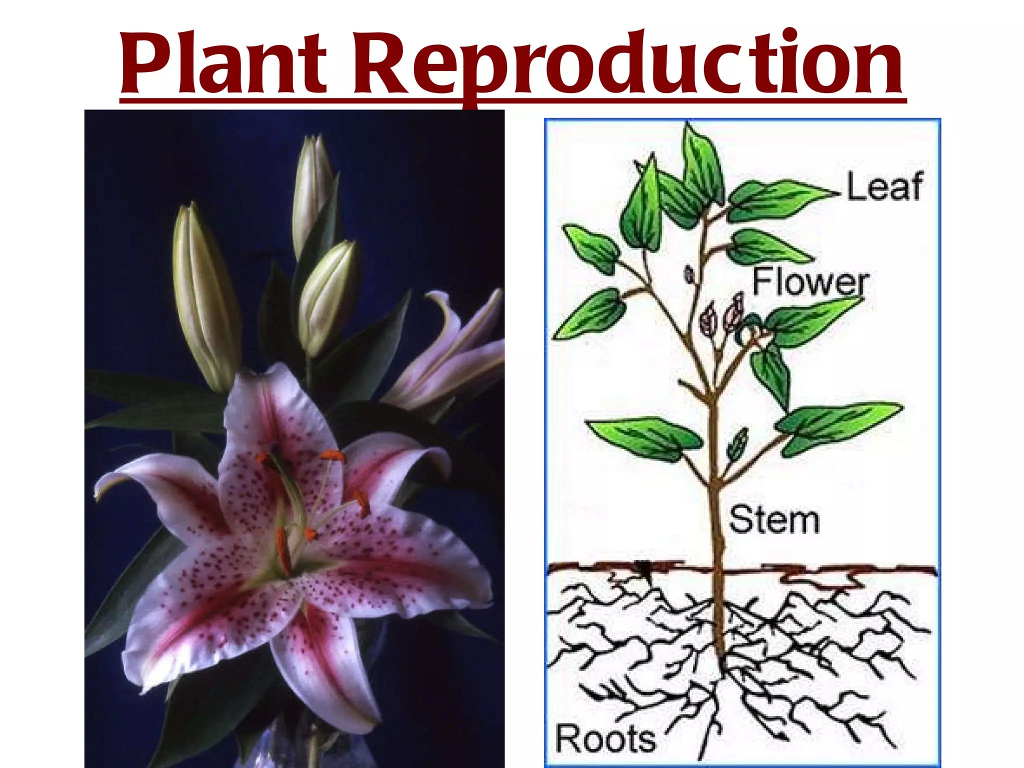 Sexual reproduction in_plants powerpoint | PPT