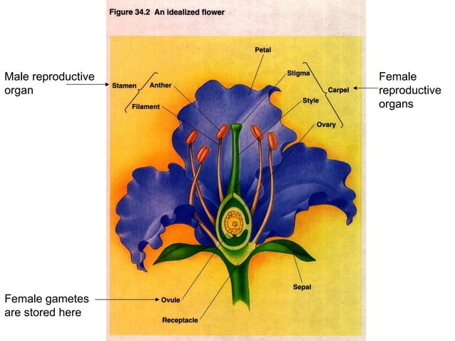 Sexual reproduction in_plants powerpoint | PPT