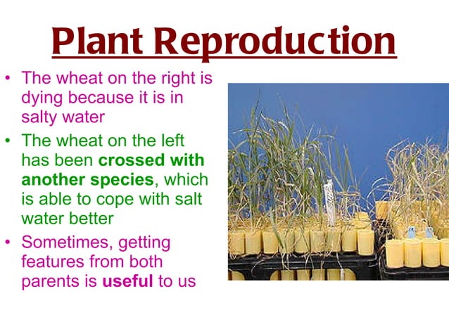 Sexual reproduction in_plants powerpoint | PPT