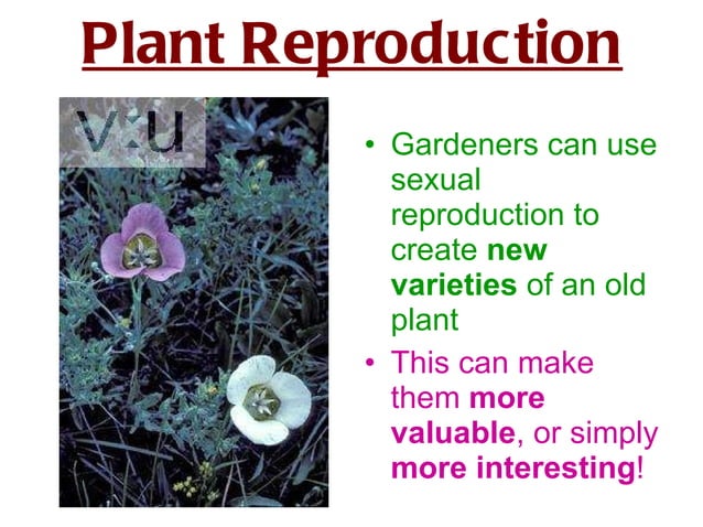 Sexual reproduction in_plants powerpoint | PPT