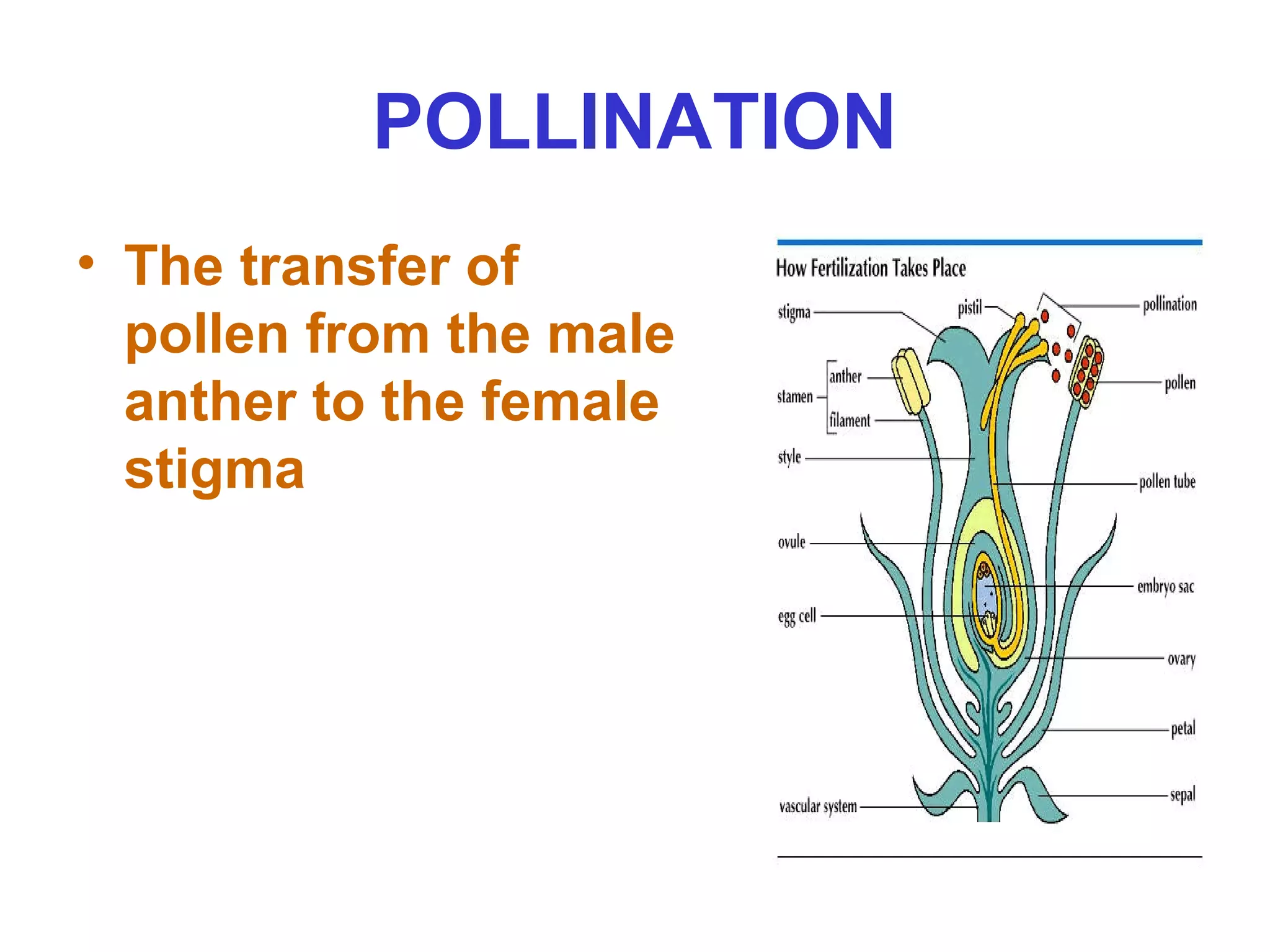 Sexual reproduction in plants ppt | PPT