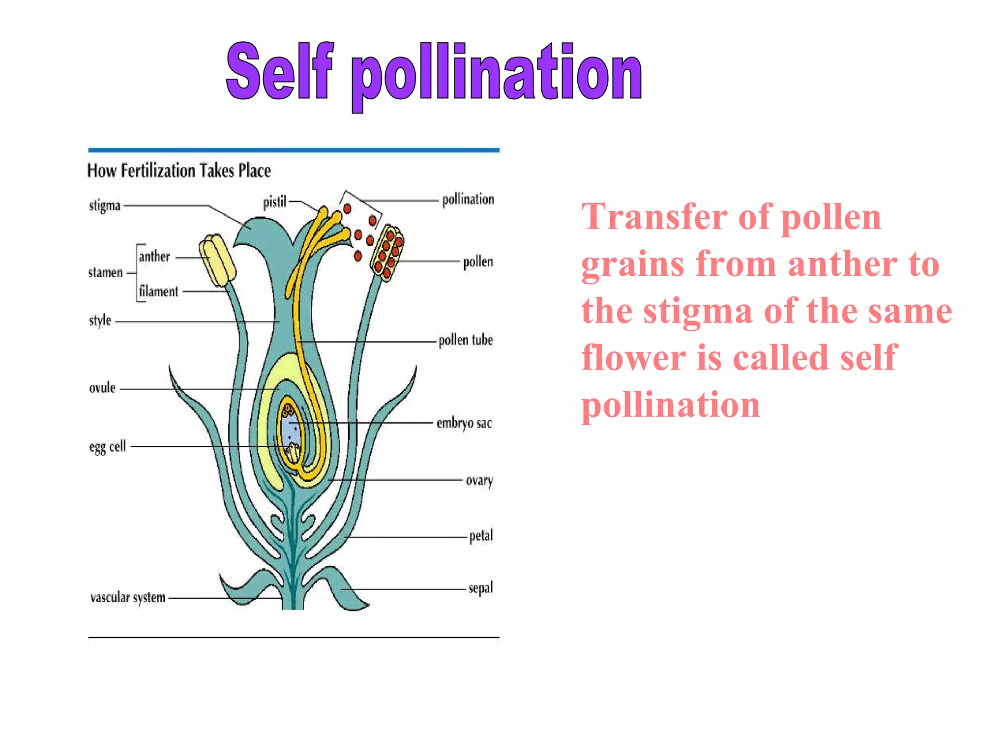 Sexual reproduction in plants ppt | PPT