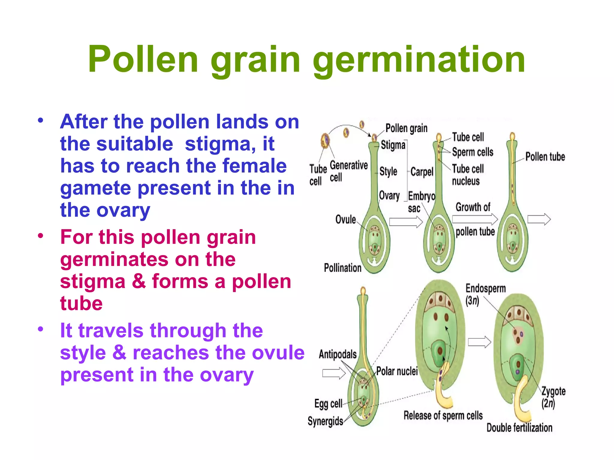 Sexual reproduction in plants ppt | PPT