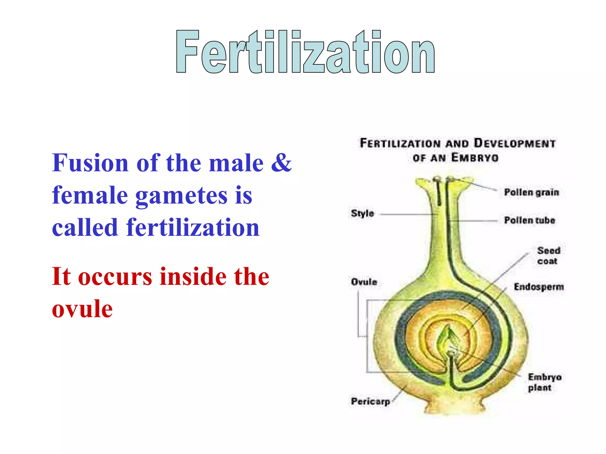 Sexual reproduction in plants ppt | PPT
