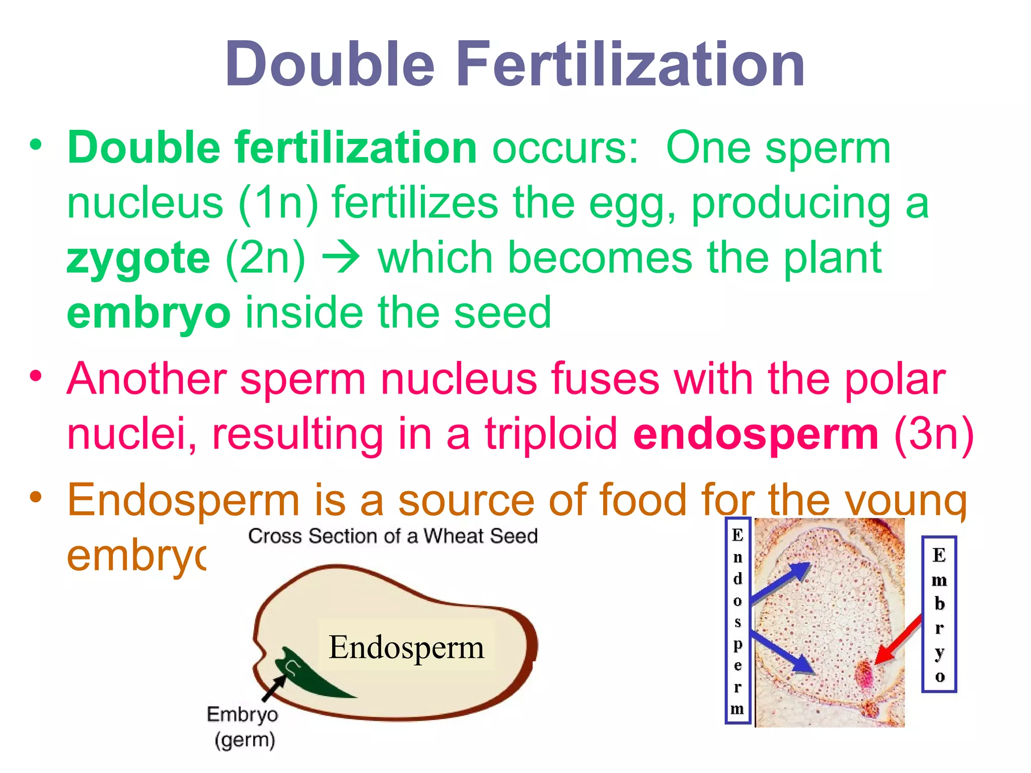 Sexual reproduction in plants ppt | PPT