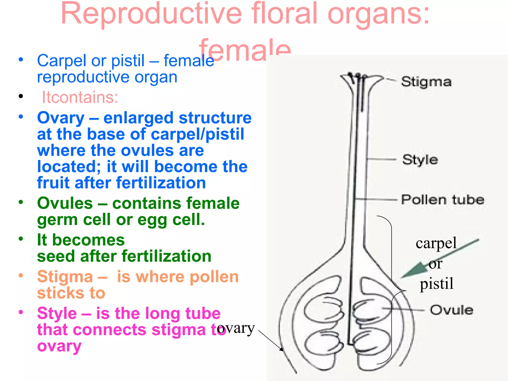 Sexual reproduction in plants ppt | PPT