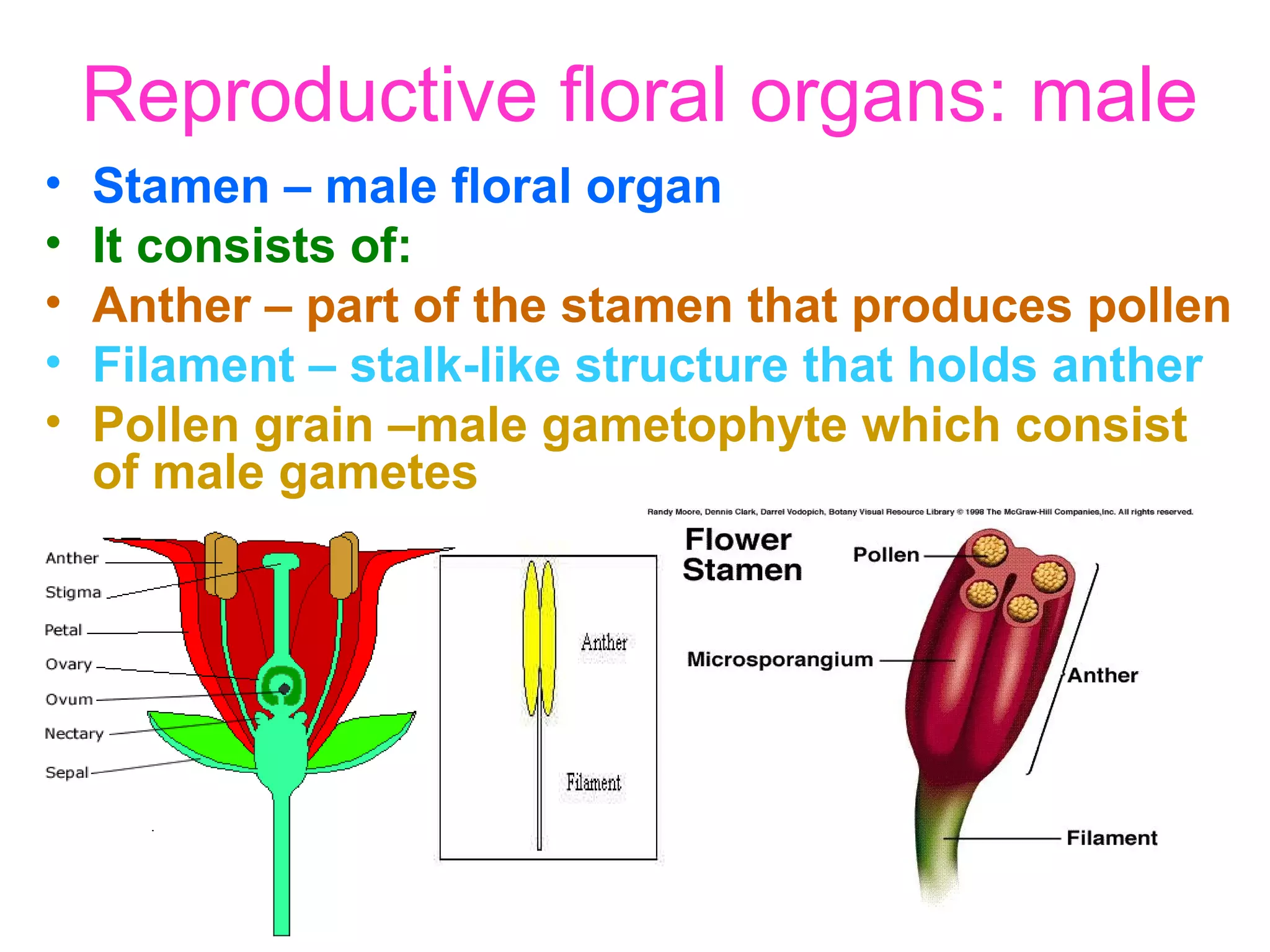 Sexual reproduction in plants ppt | PPT