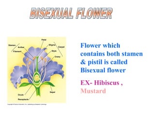 Sexual reproduction in plants ppt | PPT