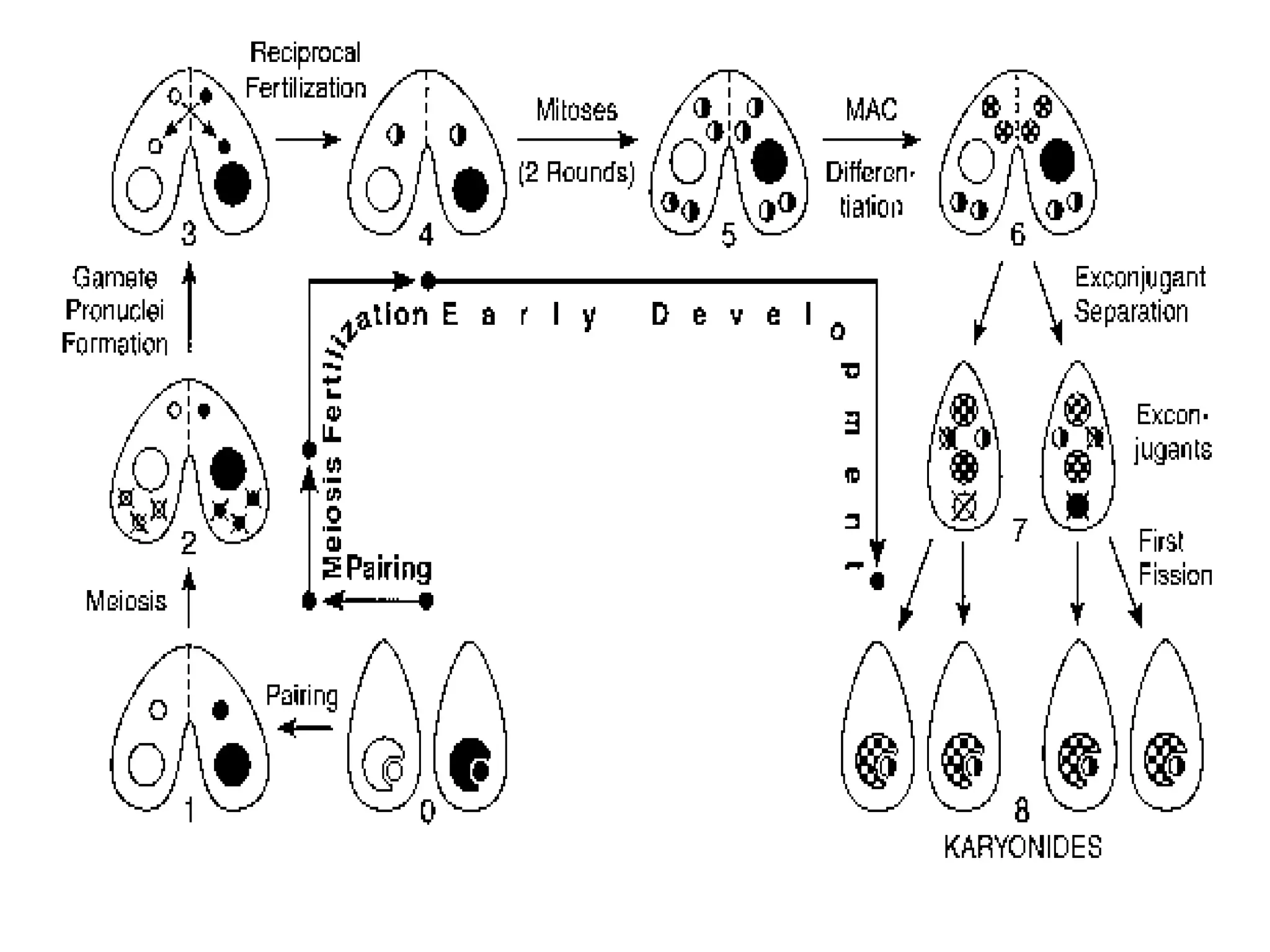 Sexual reproduction in protozoa | PDF