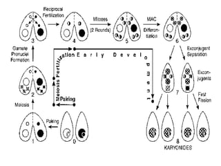 Sexual reproduction in protozoa | PPT