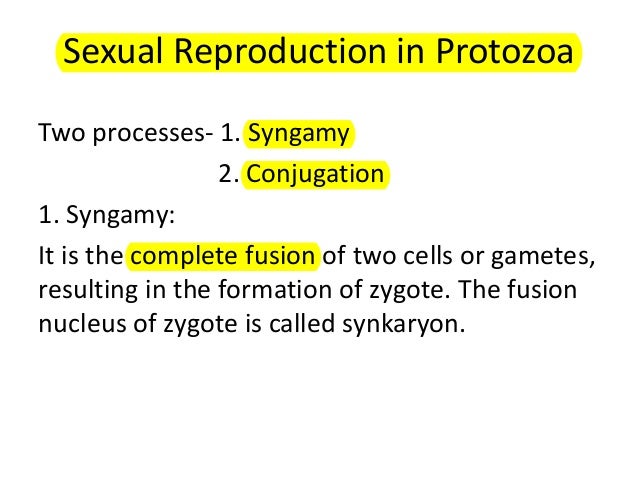 Sexual Reproduction In Protozoa