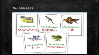 Sexual reproduction in vertebrates | PPTX