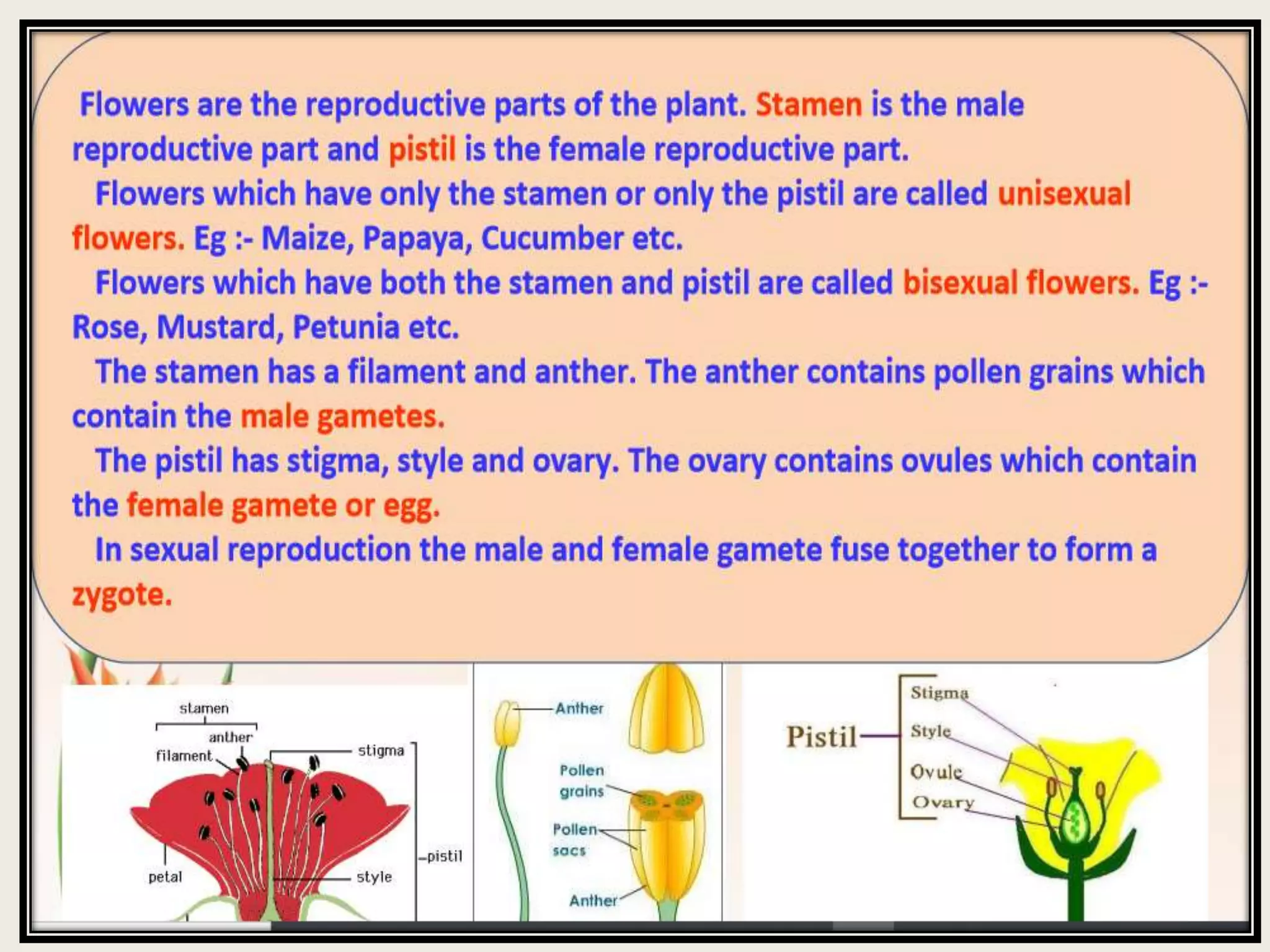 Sexual reproduction in flowering plants | PPTX