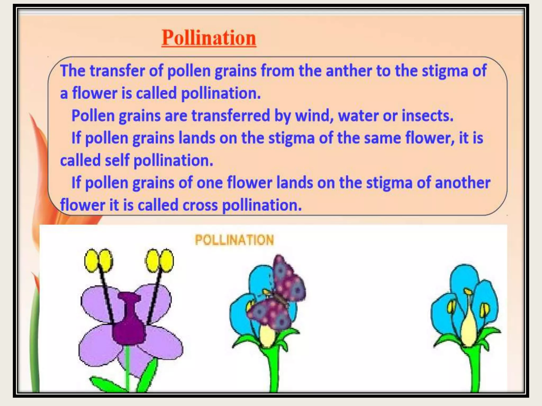 Sexual reproduction in flowering plants | PPTX