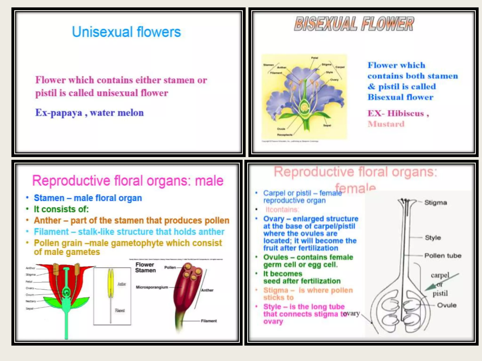 Sexual reproduction in flowering plants | PPTX
