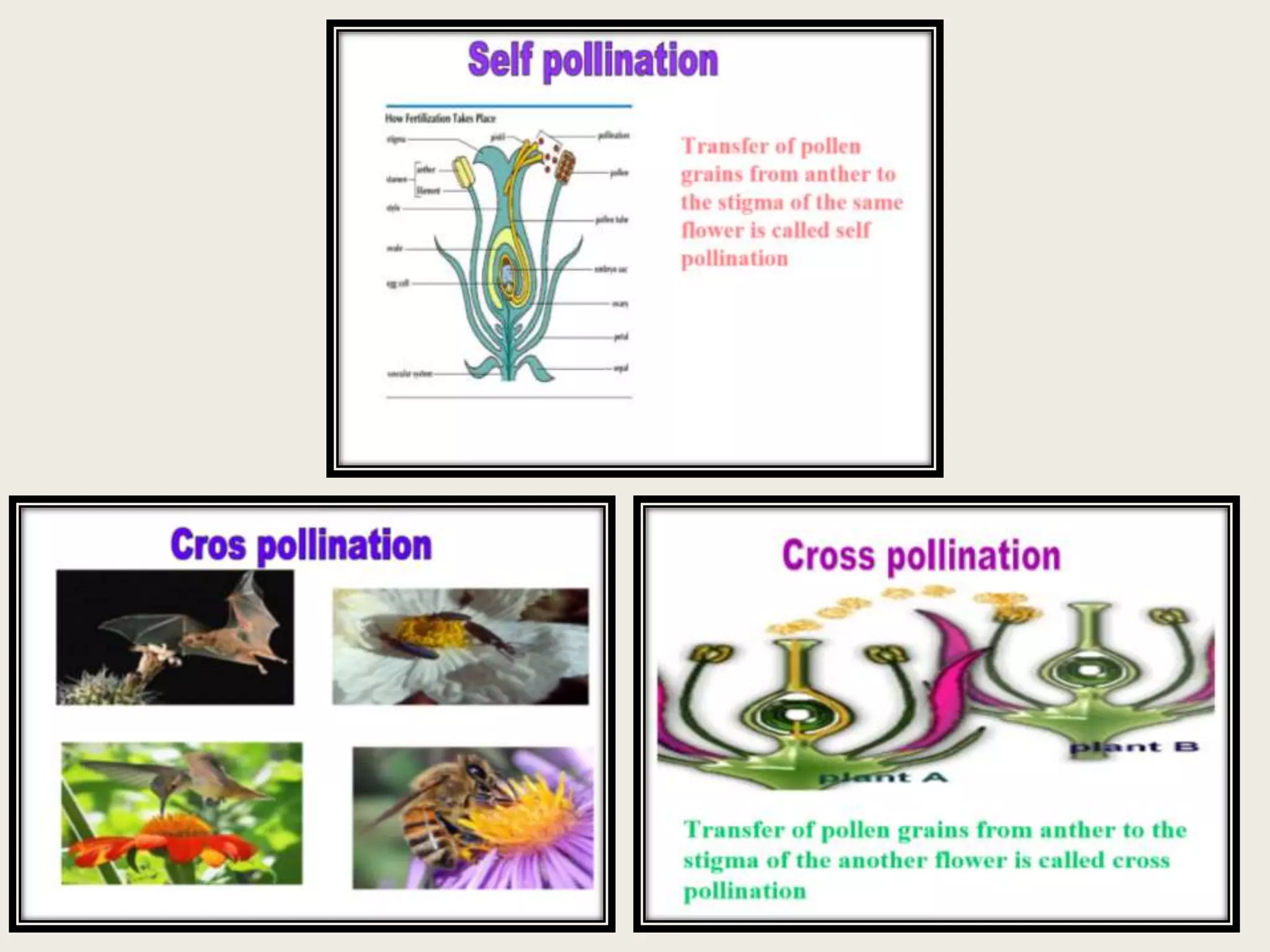 Sexual reproduction in flowering plants | PPTX
