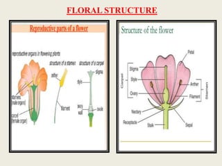 Sexual reproduction in flowering plants | PPTX