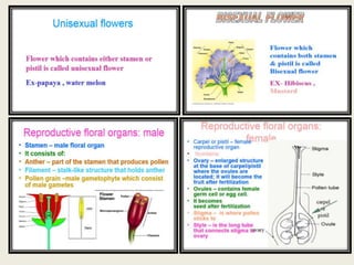 Sexual reproduction in flowering plants | PPTX
