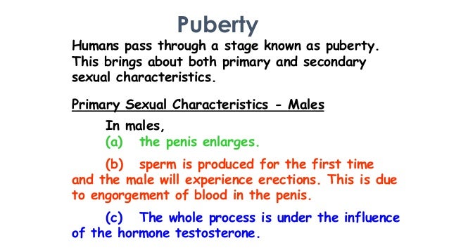 Human Sexual Reproduction Males