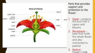 Sexual reproduction of plants | PPTX