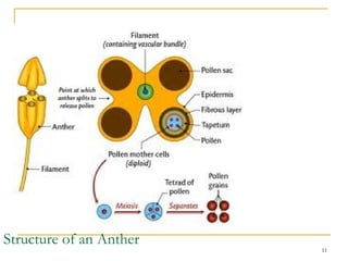 Sexual reproduction in plants part 1 | PPT