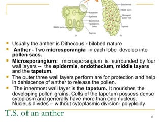 Sexual reproduction in plants part 1 | PPT