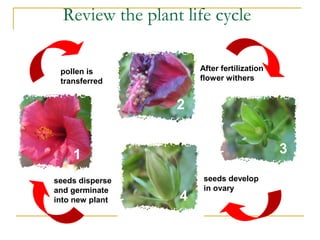 Sexual reproduction in plants part 1 | PPT