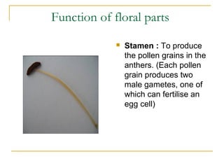 Sexual reproduction in plants part 1 | PPT