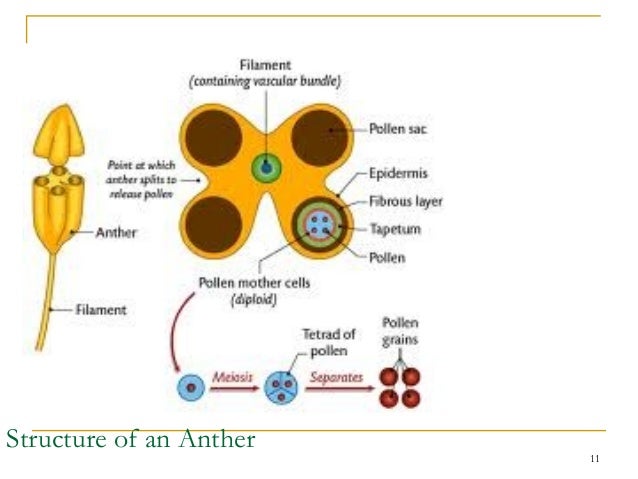 Sexual reproduction in plants part 1