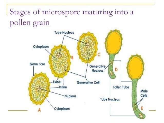 Sexual Reproduction In Plants Part 1