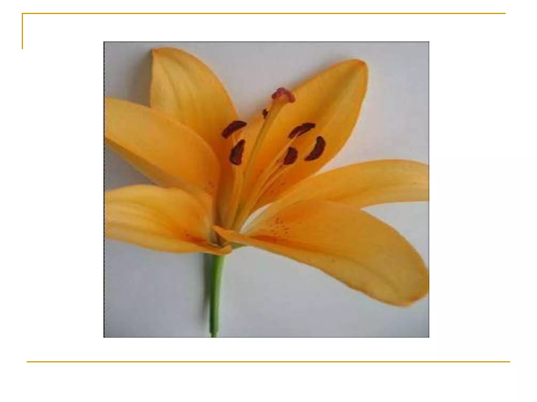 Sexual Reproduction In Plants Ppt 1701