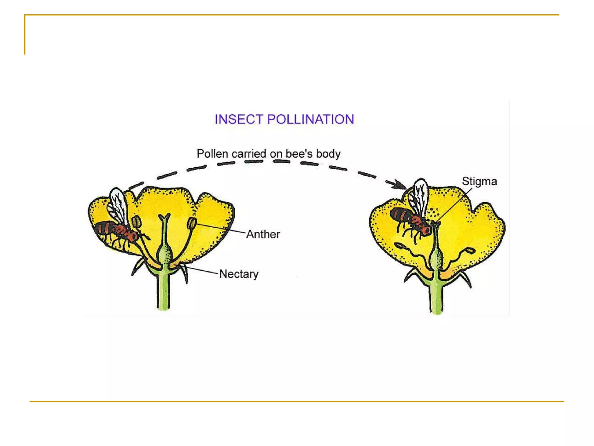 Sexual reproduction in plants | PPT
