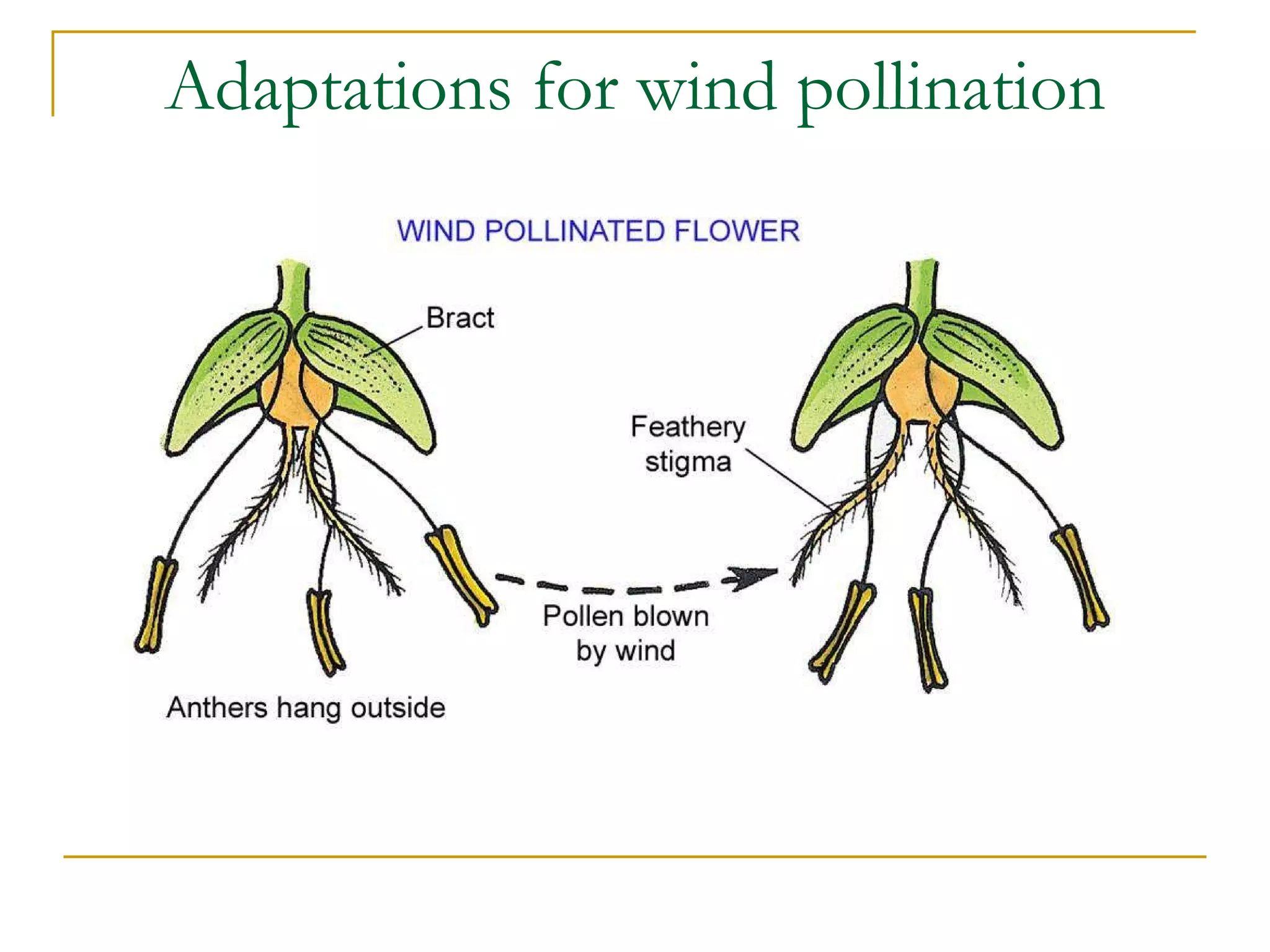 Sexual reproduction in plants | PPT