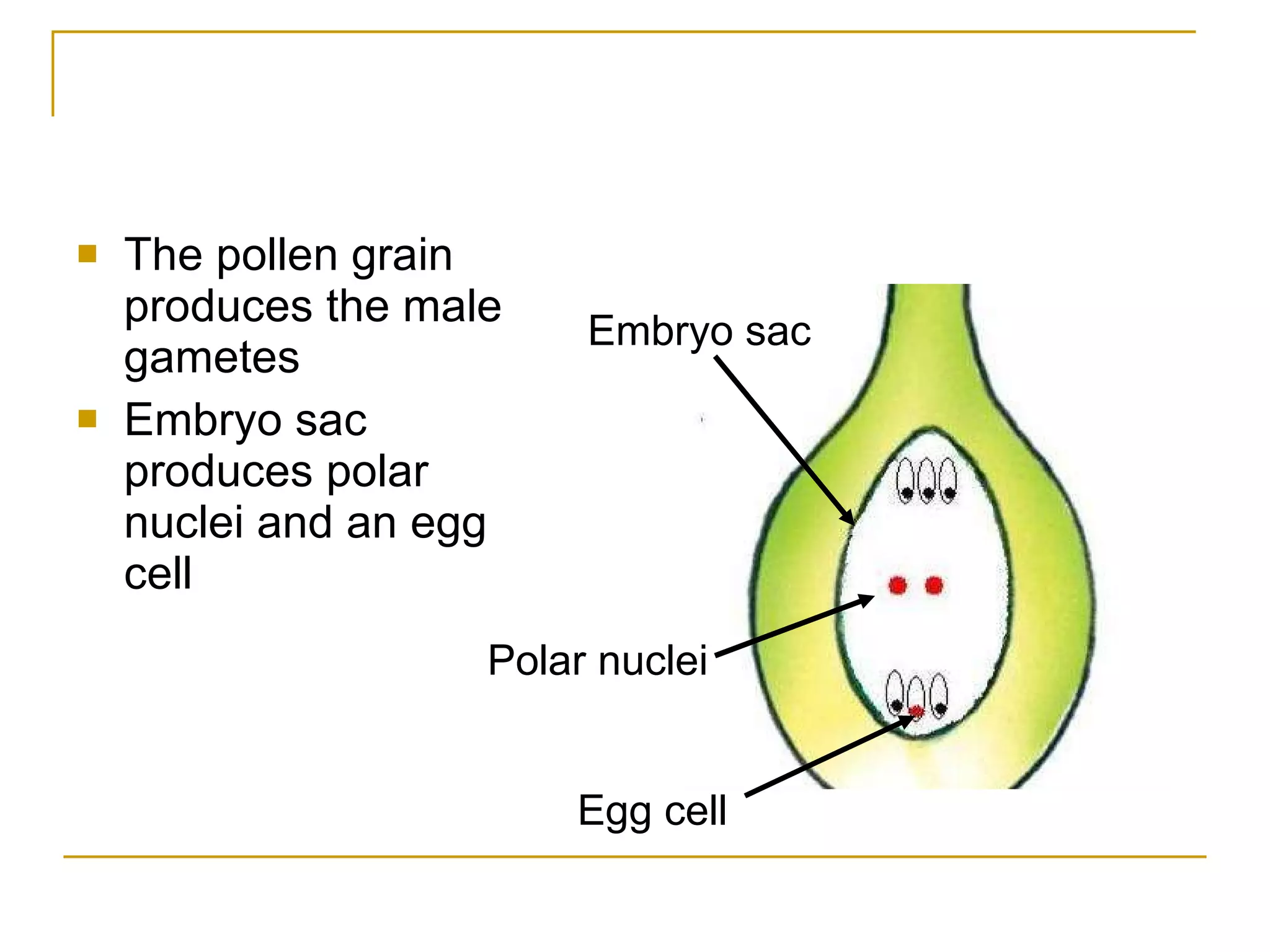 Sexual reproduction in plants | PPT