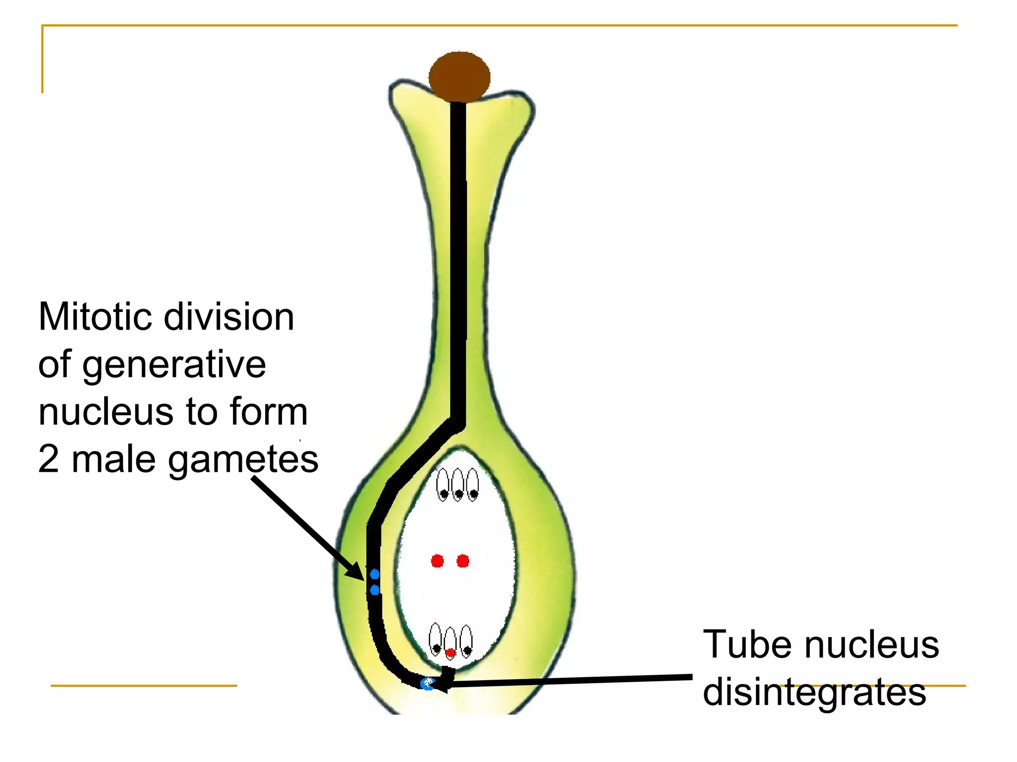 Sexual Reproduction In Plants Ppt