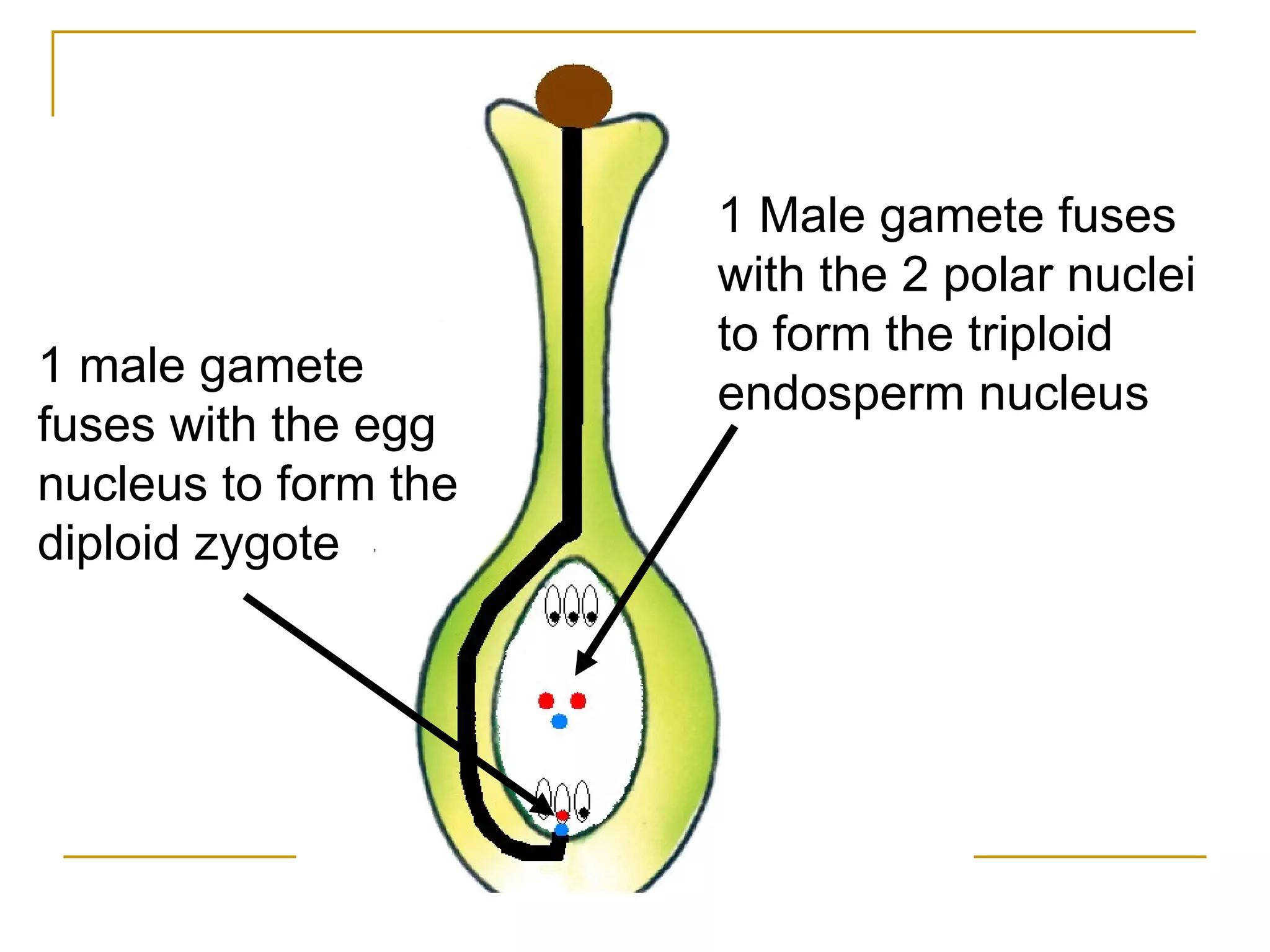 Sexual Reproduction In Plants Ppt